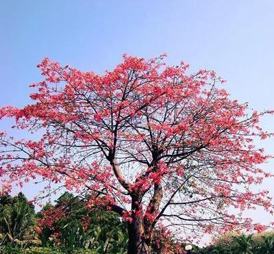 Kapok, a very beautiful tree species - iNEWS