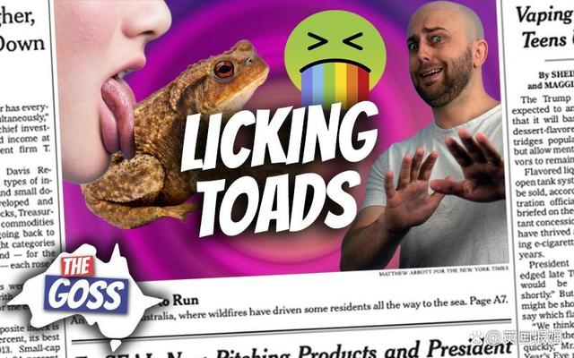 Is toad licking popular among young Americans?Getting toxins for pleasure?Expert: Stop licking ...