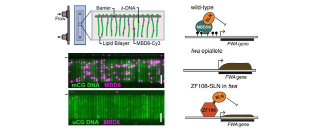 New study reveals how DNA methylation represses gene transcription - iNEWS
