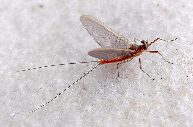 Life in a day: Mayfly that lives and dies, leaves behind a photo - iNEWS