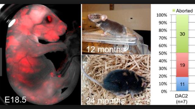 In 2019, Japan approved the "human-animal hybridization experiment". In ...