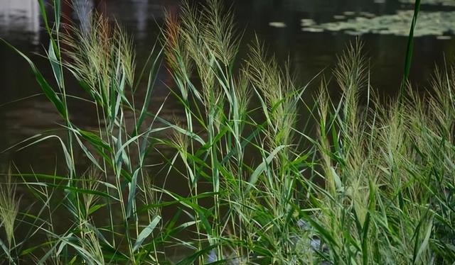 Take you to identify reed root - iNEWS
