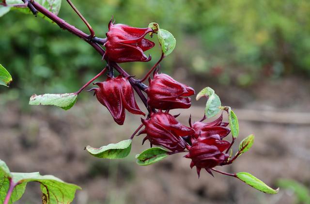 Roselle: The treasure that nature bestows on mankind, the value is very ...