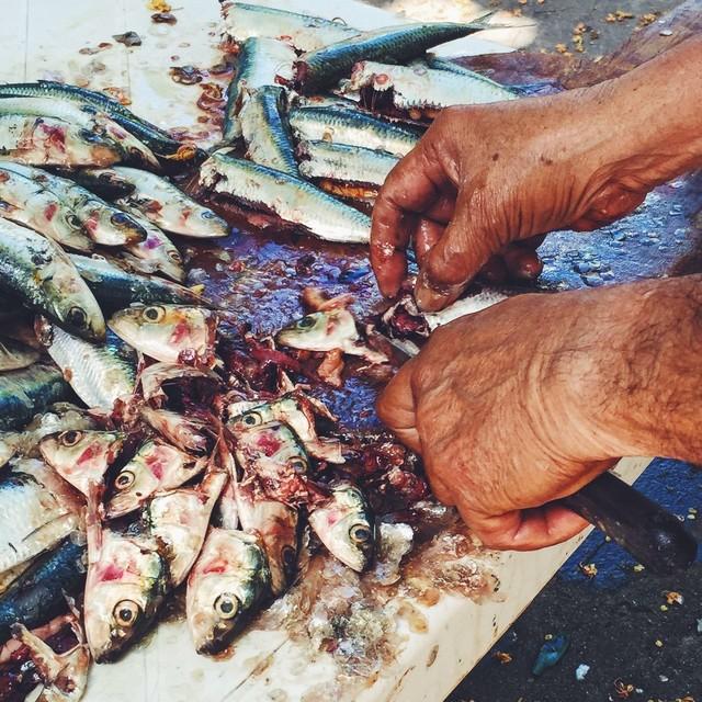 The test results of fish off the coast of Fukushima, Japan are shocking ...