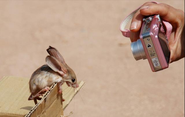 "Long-legged mouse" appeared in Lop Nur, its ears are 6 cm longer than ...