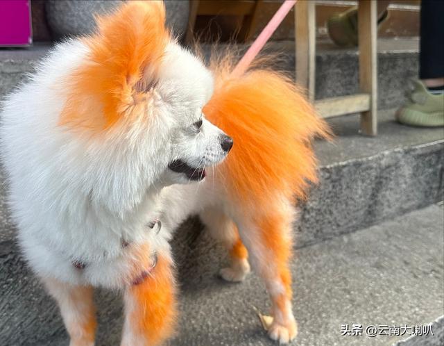 Actress Li Chun posted a holiday photo in Dali. There are many small ...