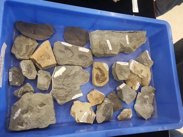 439 million-year-old fossils re-emerge, revealing the key jump in the ...