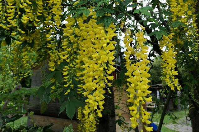 White locust, purple locust, yellow locust, do you know the difference ...