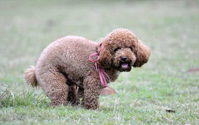 Why do dogs turn in circles before "pulling"? You can't think of these ...