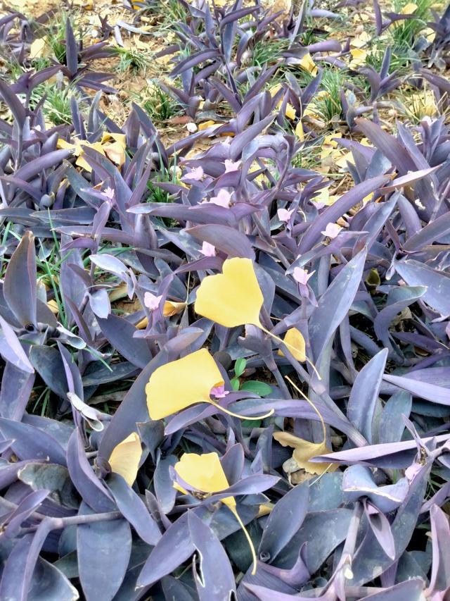 "Tian Yan Su Body, Flowing with Ecology" - iNEWS