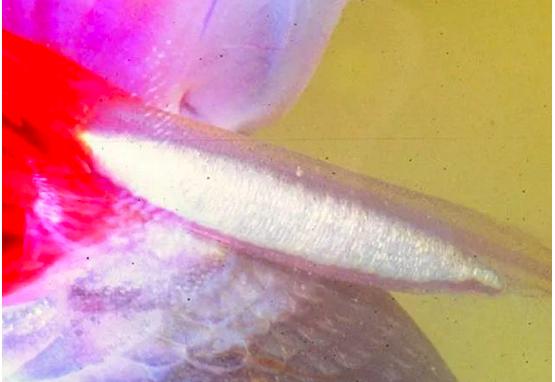 Amazon parasitic catfish, when a person urinates in a river, gets into ...