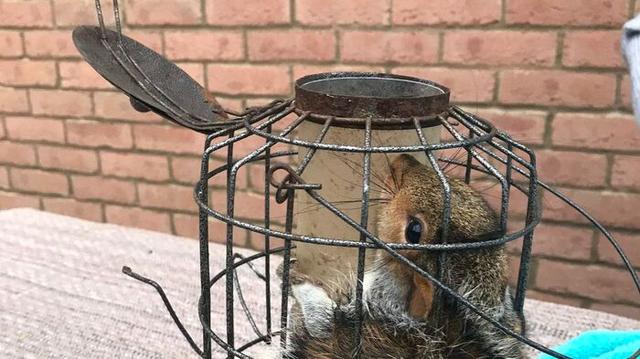 It's all the fault of greed!Squirrels break into bird feeders and get ...