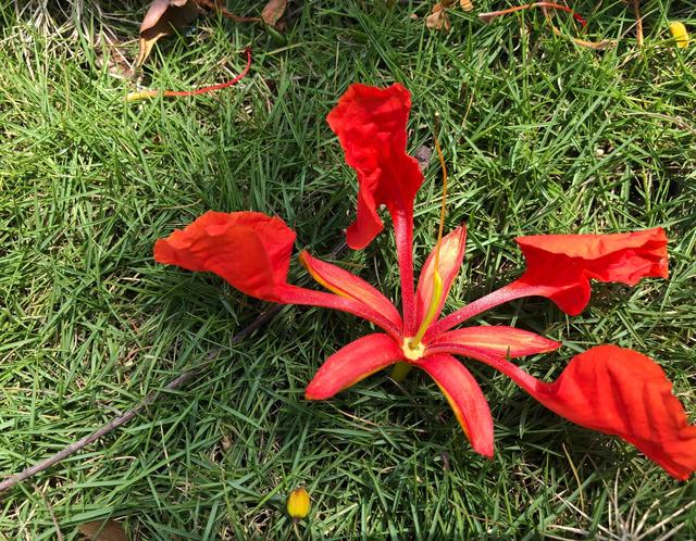 beautiful phoenix flower in Hainan - iNEWS