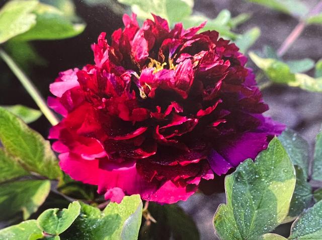 Peony, the most delicate and beautiful among the flowers - iNEWS