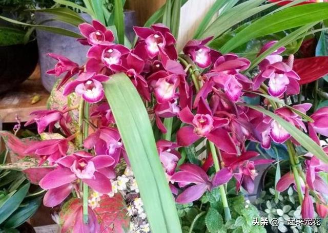 Understand and master 2 key points, the longer Molan grows, the more ...