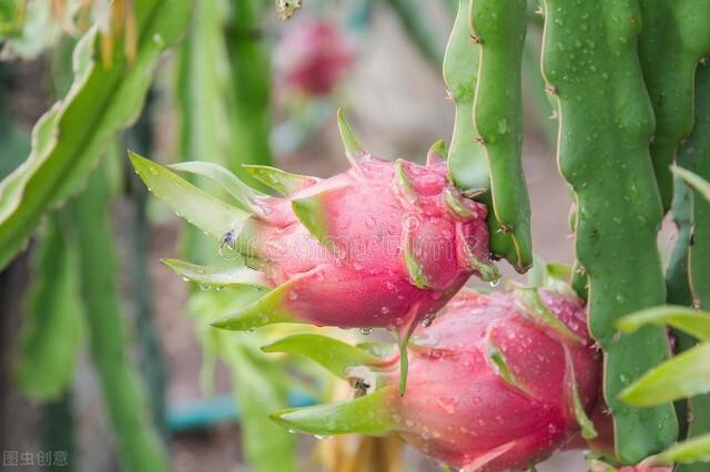 A reminder to the "crisis-ridden" Chinese dragon fruit - iNEWS