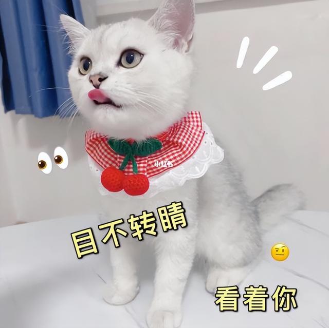 "Tired" of raising silver gradient cats?Understand its shortcomings ...