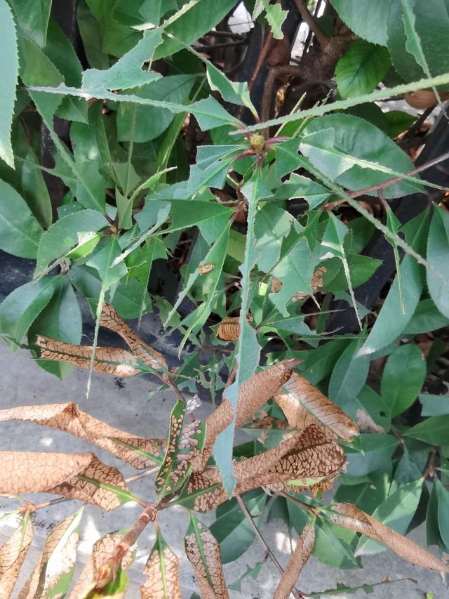 Your most hated bug - Setora postornata (Hampson, 1900) - iNEWS