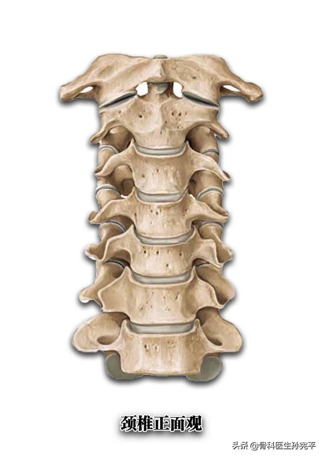 Anatomy Atlas of Cervical Bone Structure - iNEWS