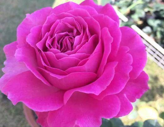 Beautiful and fragrant Eve Sapphire Rose - iNEWS