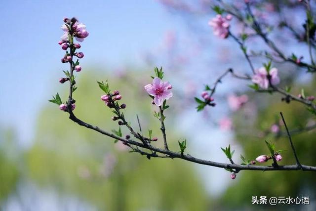 Yang Wanli praised the beautiful scenery of spring, and recited a song ...