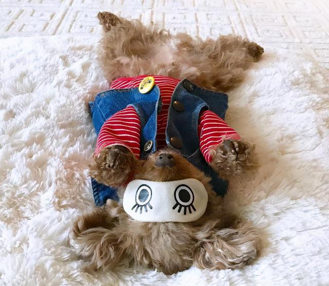 Is your Teddy "happy"?If there are these phenomena, it means that it is ...