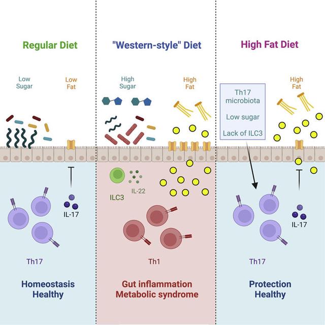 How does sugar make you fat when it gets into your body? - iNEWS