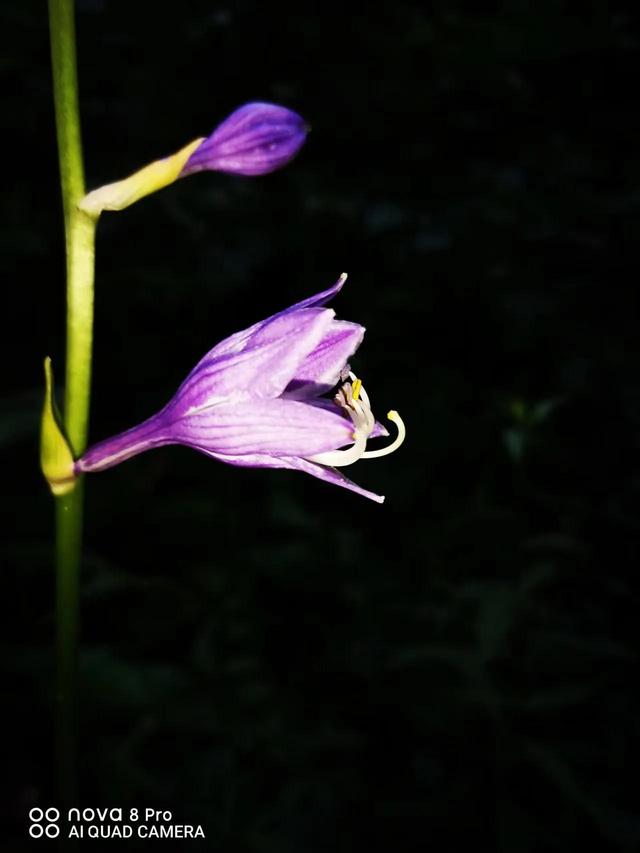 Smokey Rain Creek Temperature (274) - iNEWS