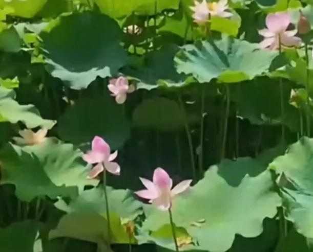 Xiong Shili: Four Essentials of Reading Buddhist Books - iNEWS