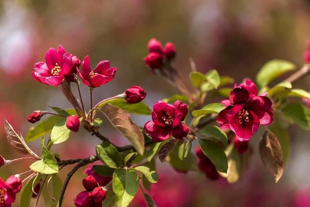 Seven Wonders - Drunk Bamboo Pavilion - Wen/Yun Jian - Poet of the Prairie Eagle Poetry Society ...