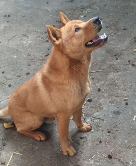 Please take care of Chinese pastoral dogs - iNEWS