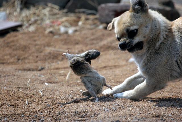 Dog and mouse confrontation, is it nosy for a dog to take a mouse? - iNEWS