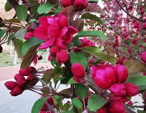 The enthusiastic ruby begonia flower has a colorful scene of its own ...