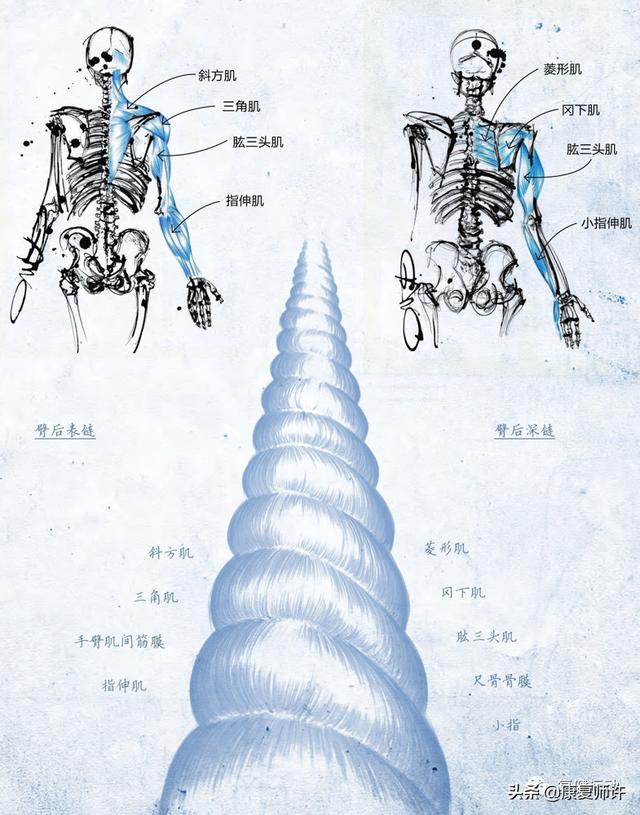 Rehabilitation training of the posterior arm chain of the arm fascia ...