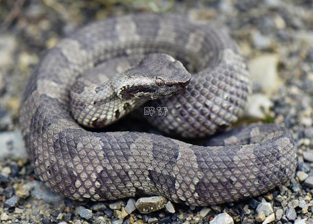 Both are soldering iron heads, originally from the same ancestor, and ...