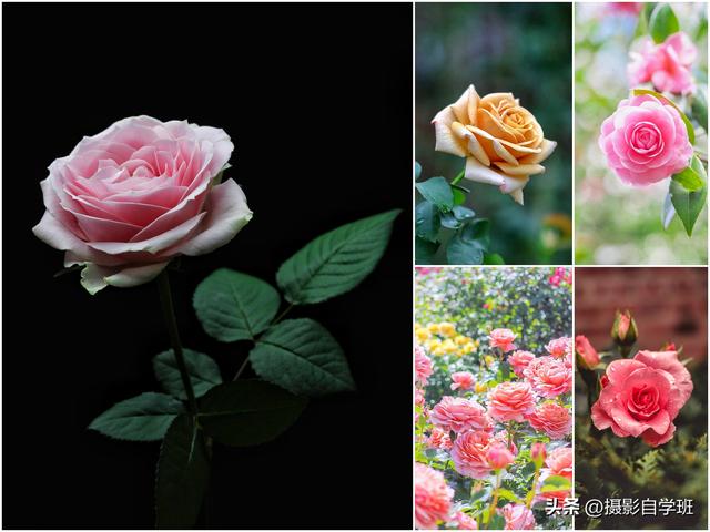 Rose flowers bloom, do you know how to take good photos of rose flowers ...
