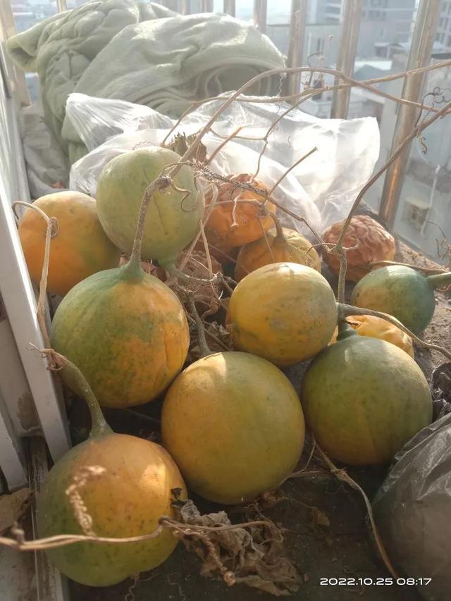 Nianhua took Da Fei and Da Qiang away to Kangding to sing love songs ...