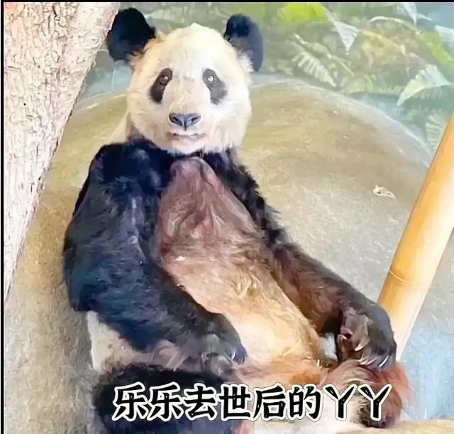 Belittling Yaya, helping the United States to whitewash, pouring water ...