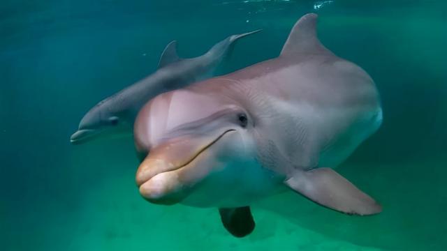 In 2003, the U.S. "Dolphin Soldiers" rebelled and blew up two of their ...