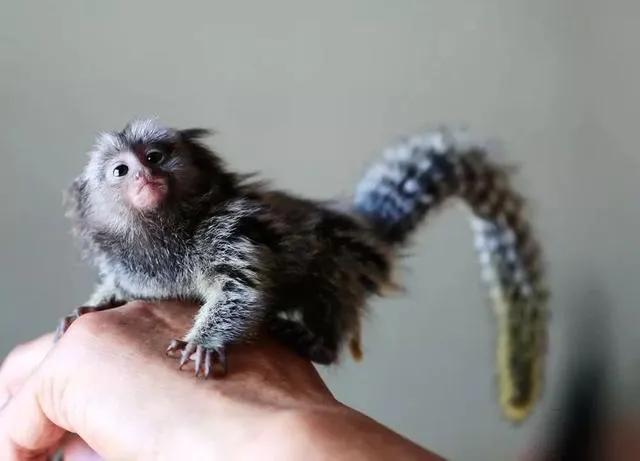 Thumb monkey: a finger-sized monkey that sucks sap and eats insects. It ...