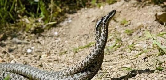 Spring is coming, snakes are going out of their holes, and 4 kinds of ...