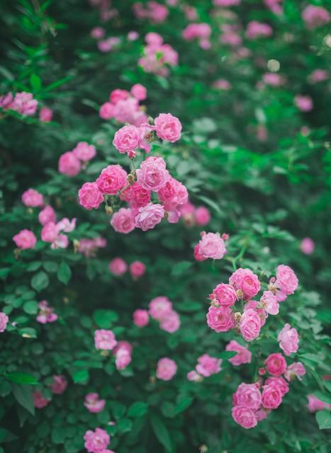 Prose: Amidst the Rain and Thousands of Families, Spring Grows and ...