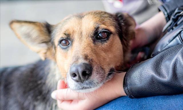 How do dogs recognize their owners? Is it by appearance? - iNEWS