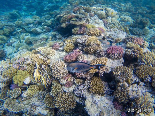 Is the Red Sea really red? - iNEWS