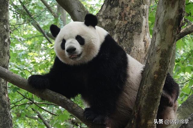 On World Wildlife Day, let's take a look at Wanglang's romantic daily ...