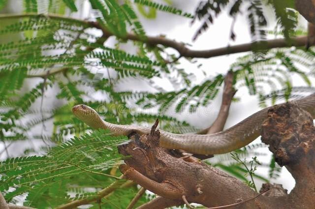 He grabbed a snake for gallbladder to cure hemorrhoids, but was bitten ...