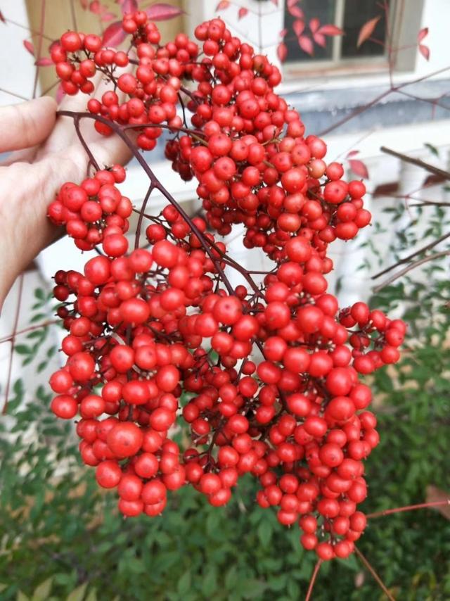 Don't pick the "poisonous fruit" on the roadside for your children ...