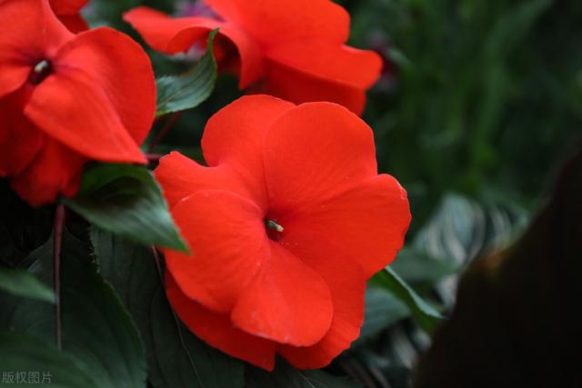 What are the characteristics of He's Impatiens, how to cultivate and ...