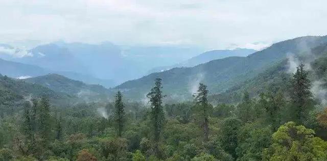 76.8 meters! Discover the tallest tree in mainland China! Why can't big ...
