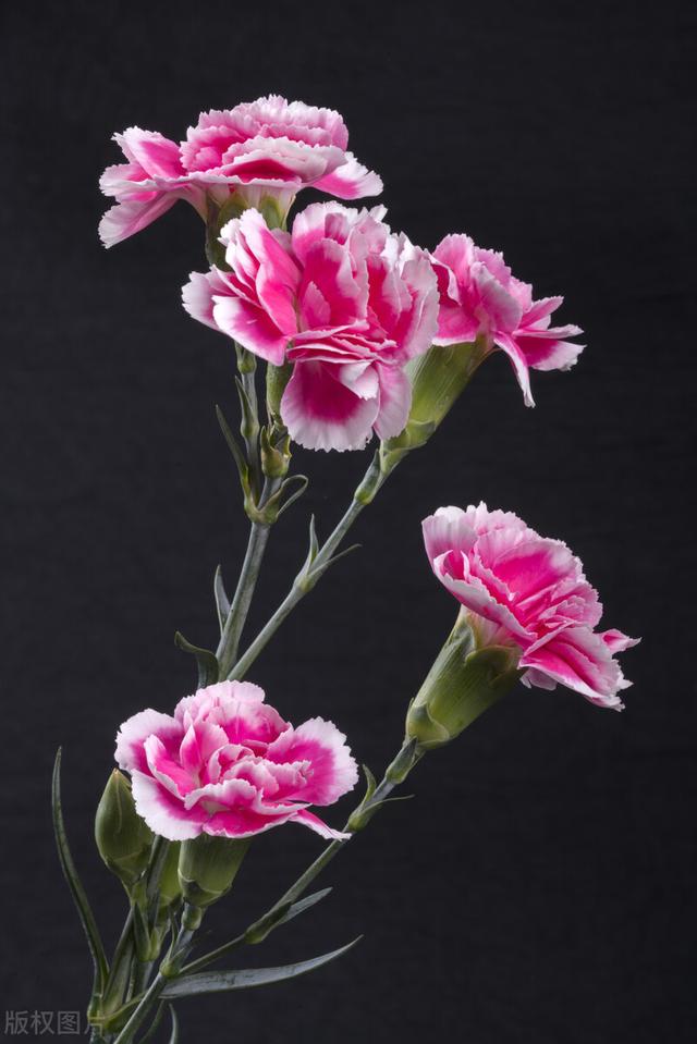 Family love is endless - iNEWS